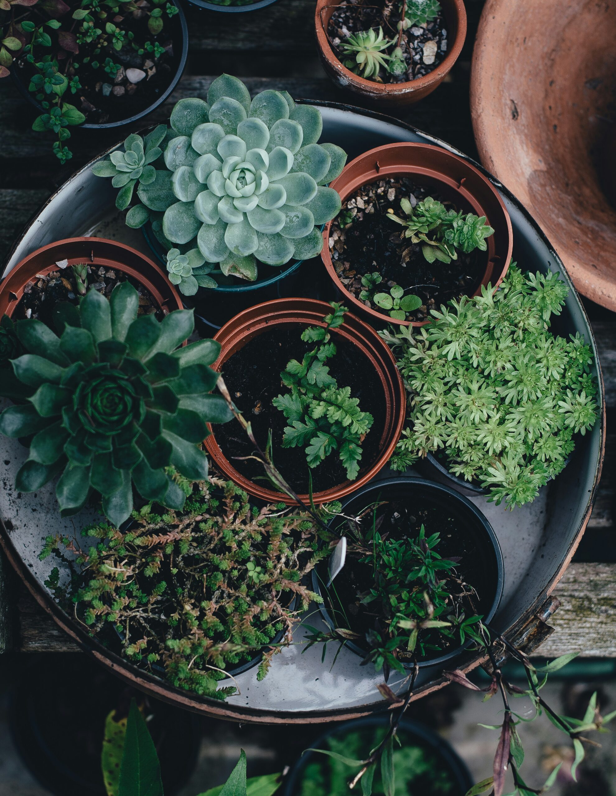 How Plants, Pets, and Play Can Improve Your Mental Health - Genesis ...